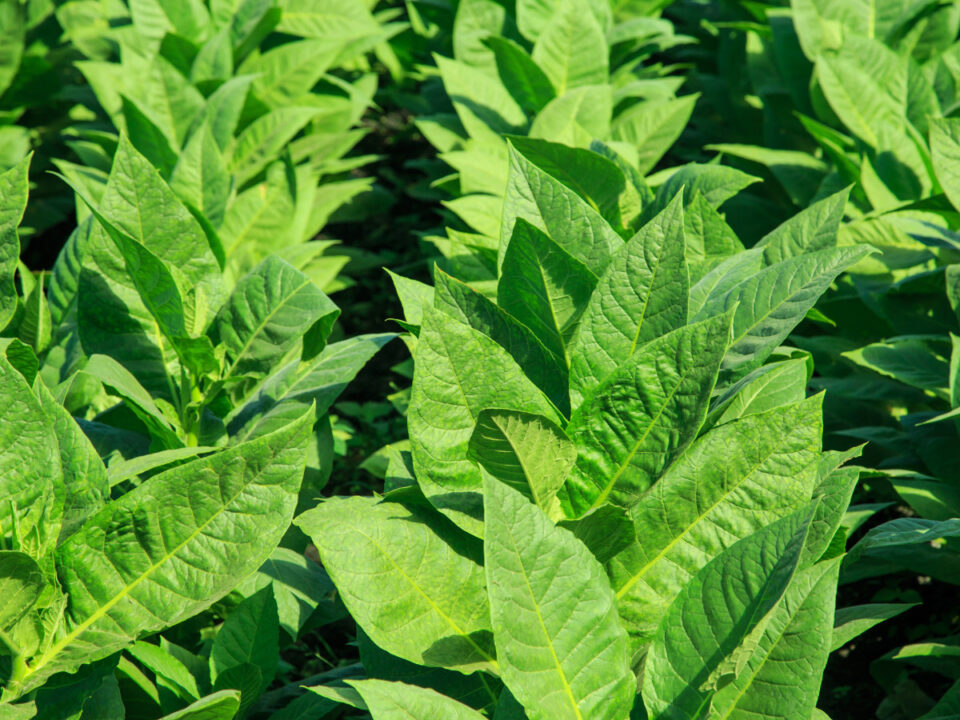 13 Best Tobacco Fragrances: Warm, Sensual & Luxurious | Dapper Confidential